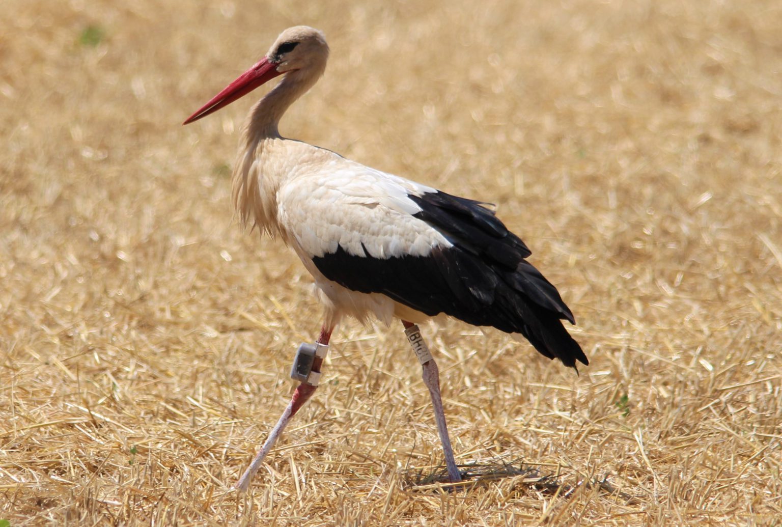 Cigognes - Association ACROLA